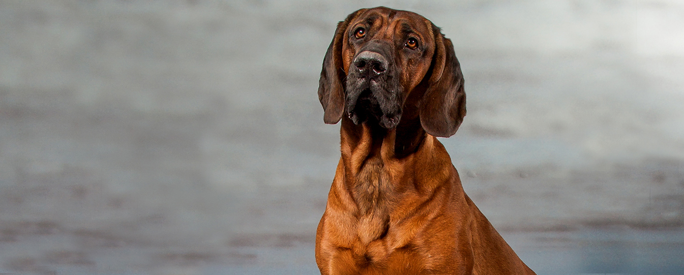 Chien de rouge de hanovre | Société Centrale Canine