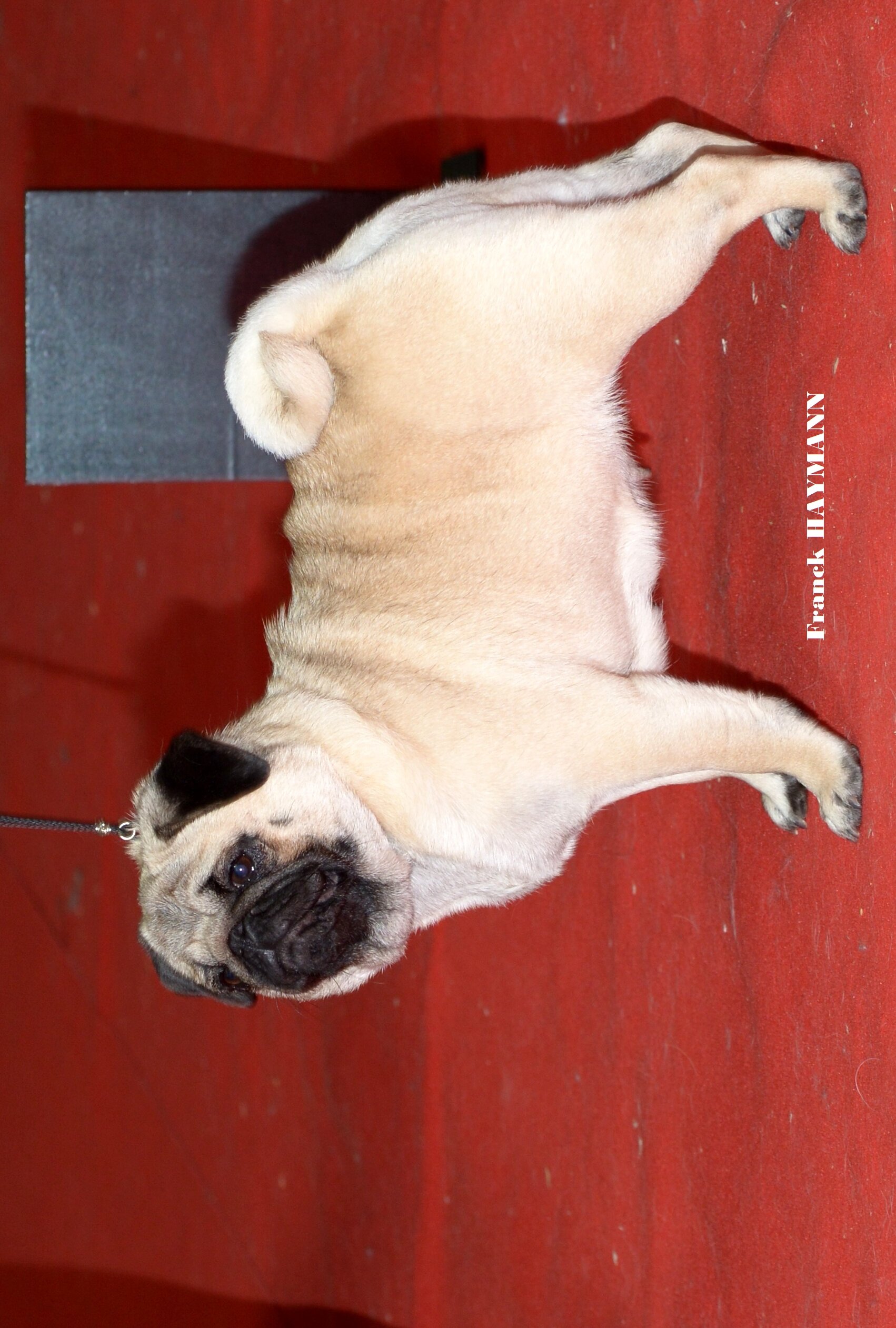 Rôle des acides gras dans l'alimentation de votre chien | Société ...