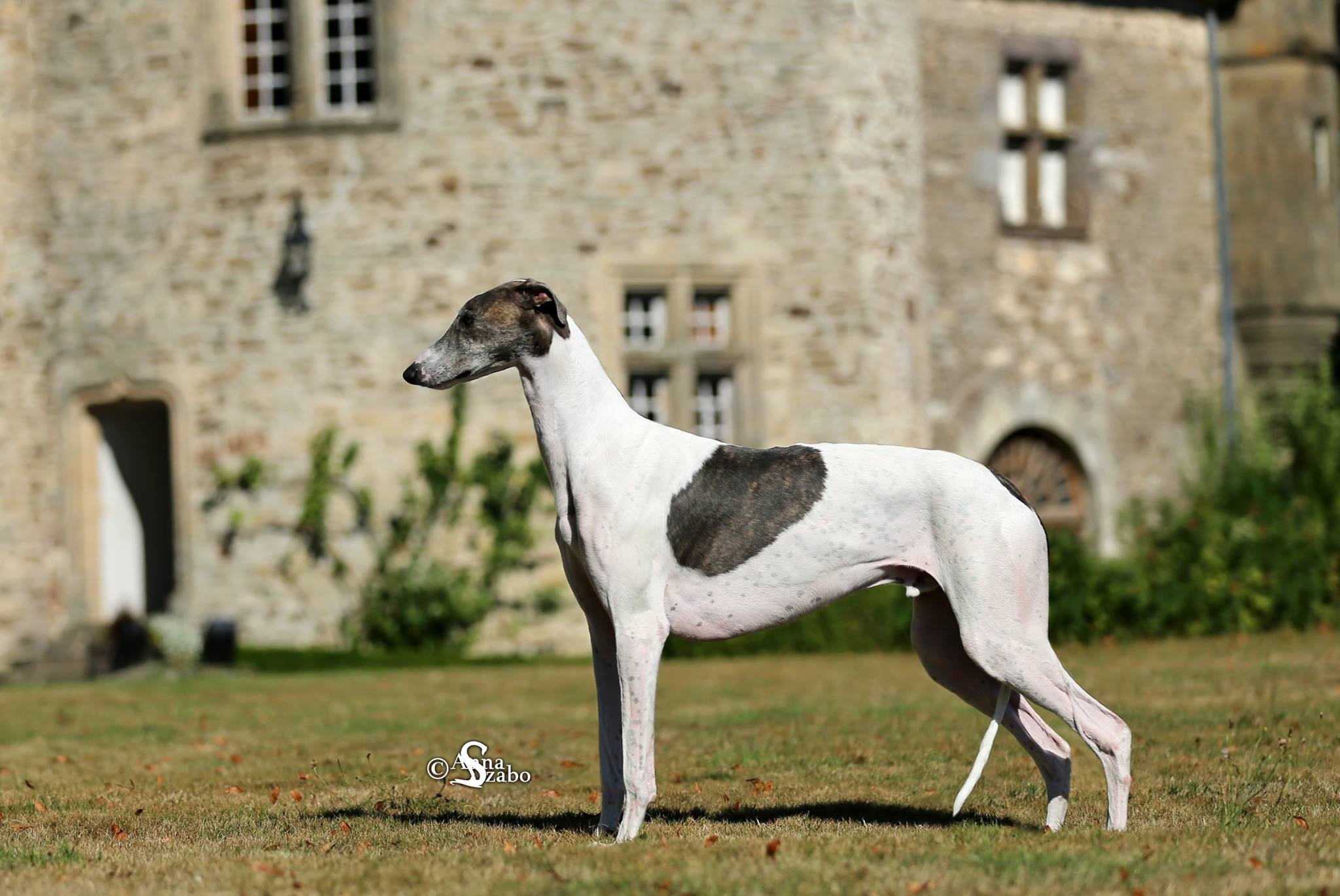 Le standard du Greyhound | Société Centrale Canine