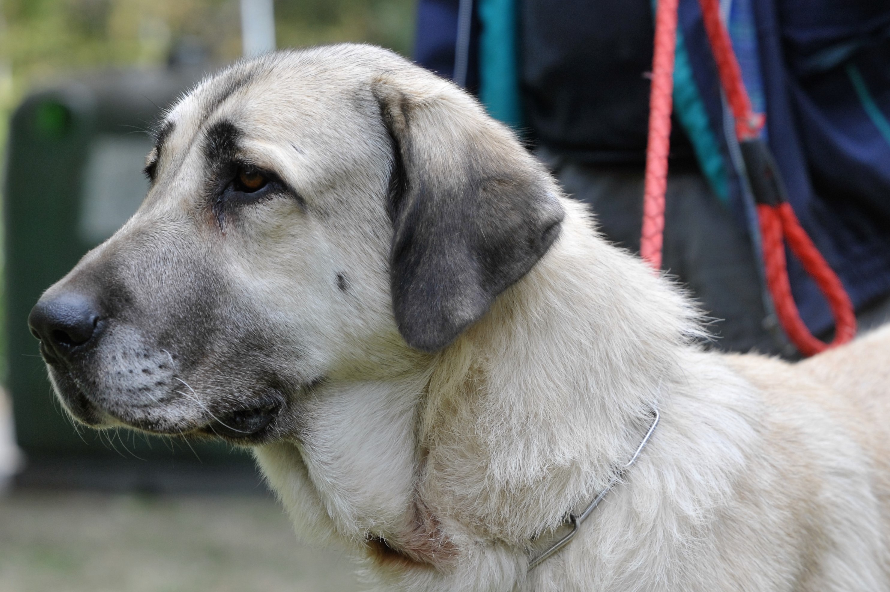Club Français du Kangal | Société Centrale Canine