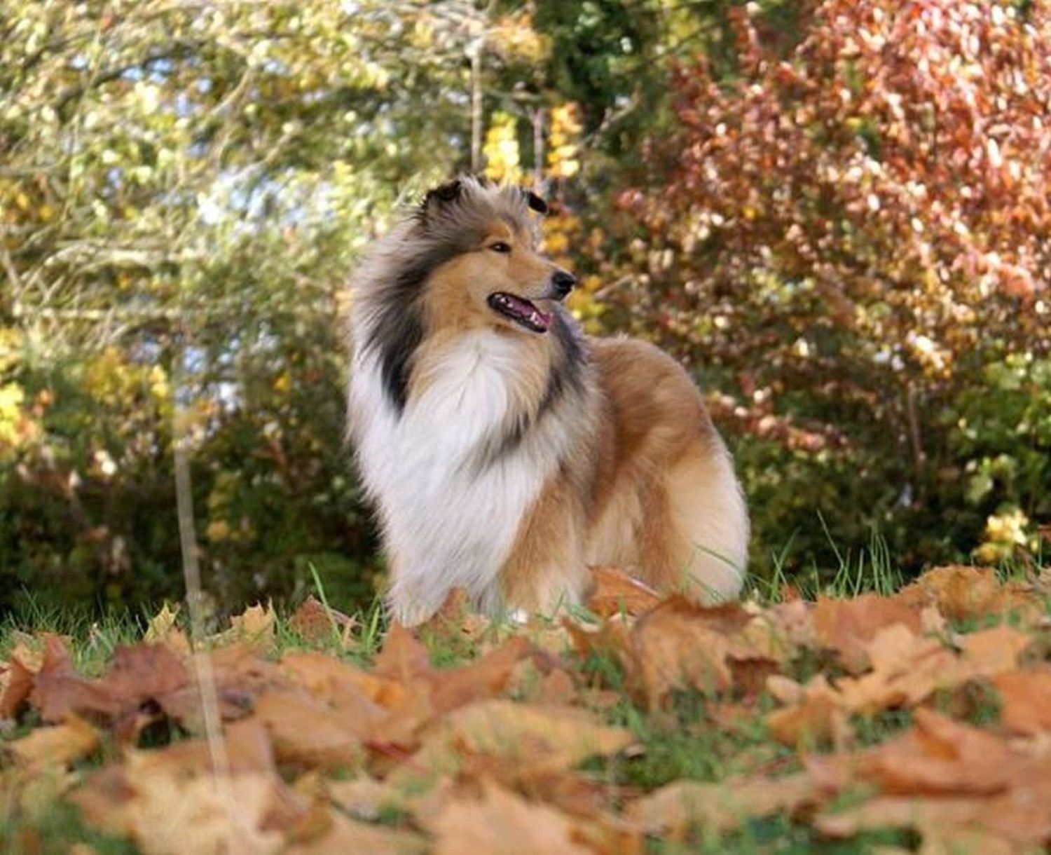 Club des Amis du Colley