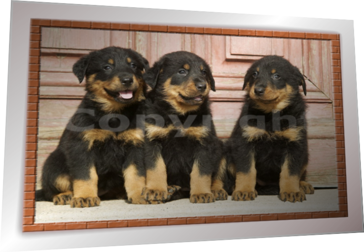 Nos chiots Beauceron Gros gabarit à réserver | Chiens de Montagne des ...
