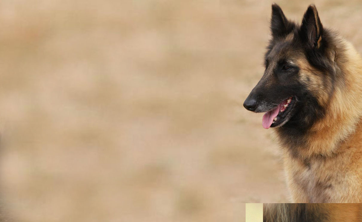 Le Tervueren | Société Centrale Canine