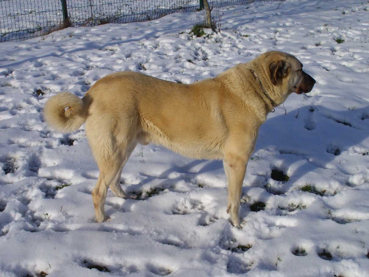Standard Turc Kangal - nouveau 2017 | Société Centrale Canine