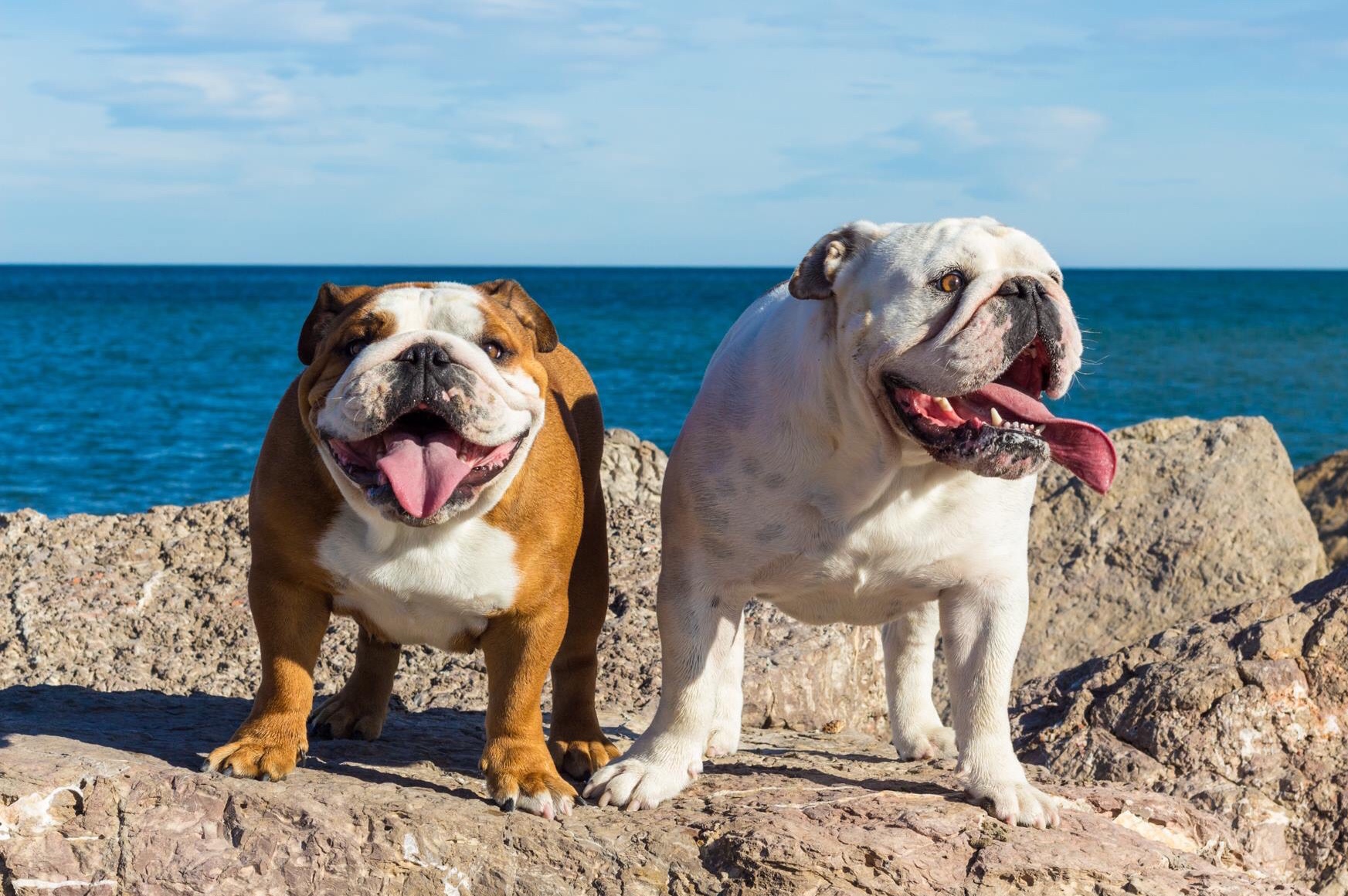 MADE IN BULLDOG | Société Centrale Canine