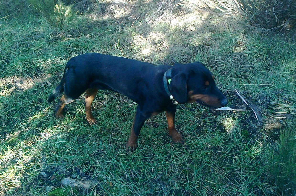 Chien-5443456-250268710123936-HARCO | Société Centrale Canine