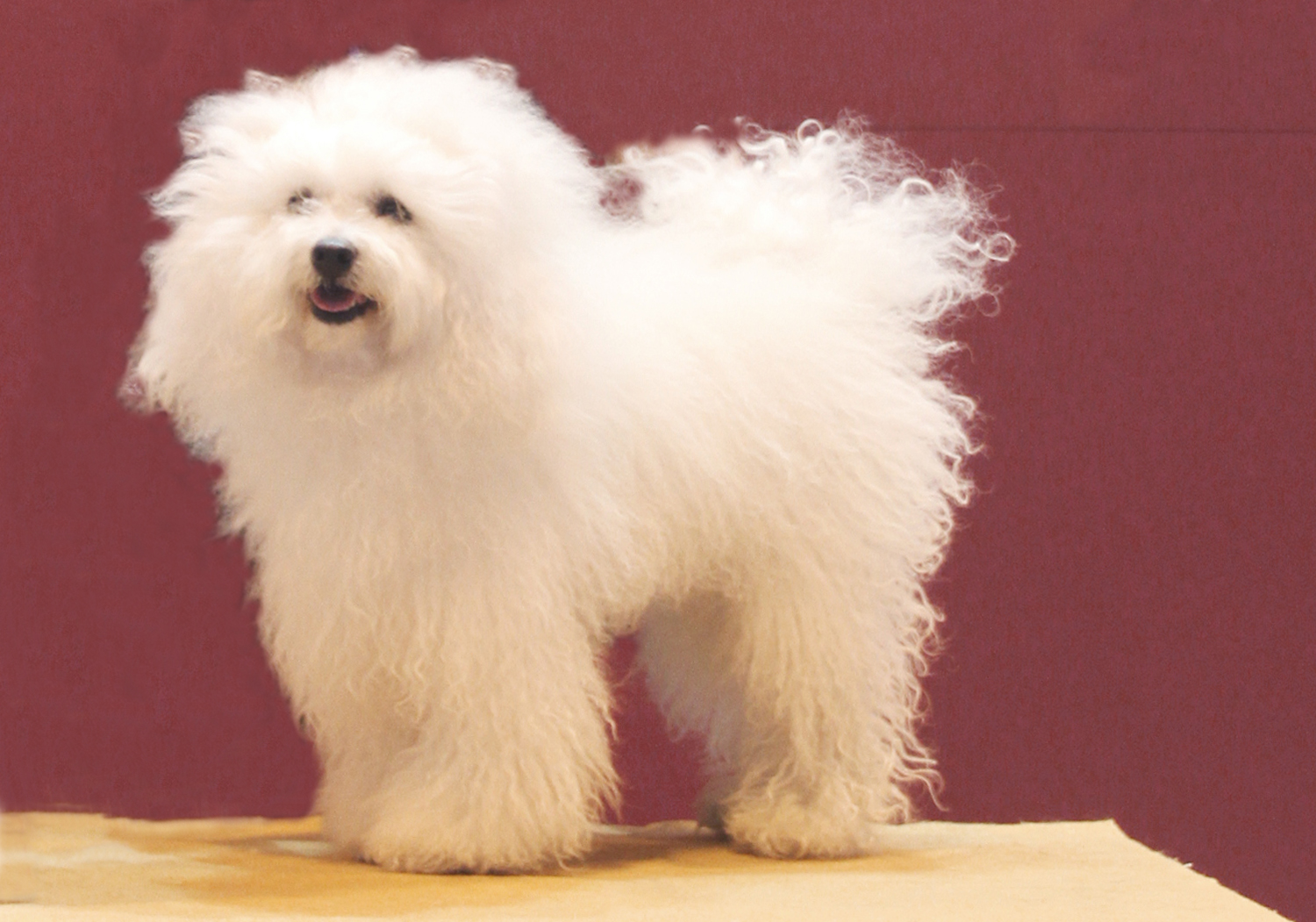 BICHON BOLONAIS | Société Centrale Canine