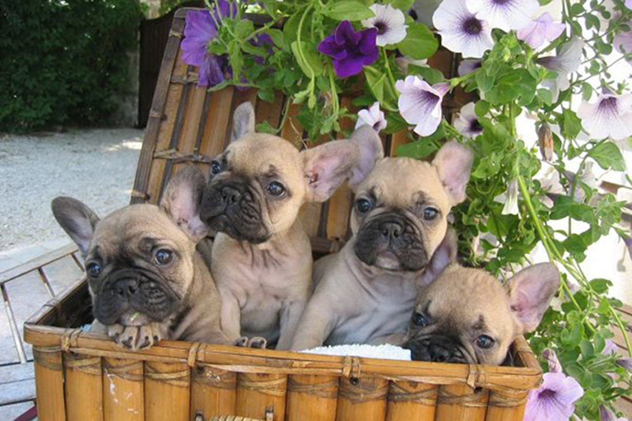 Les chiots fauves | Société Centrale Canine