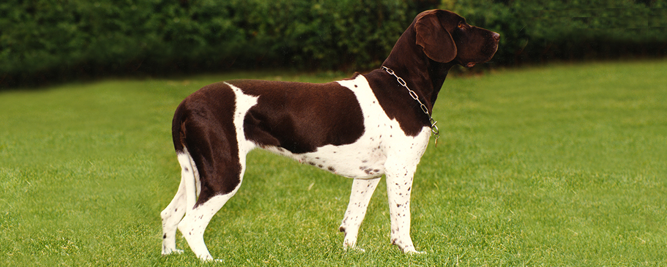 Chien d'arret danois ancestral | Société Centrale Canine