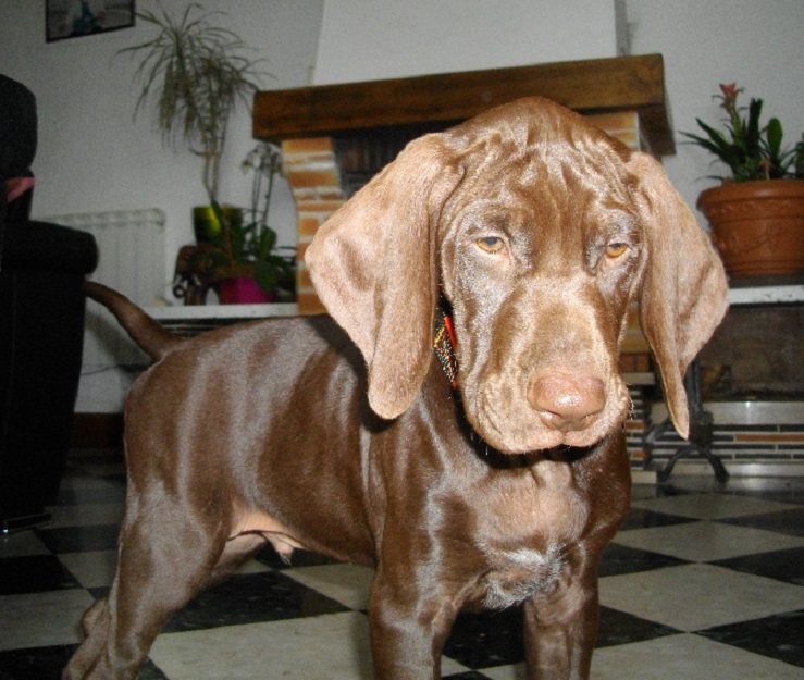 Chien-6164981-250269810647000-LAZIO | Société Centrale Canine