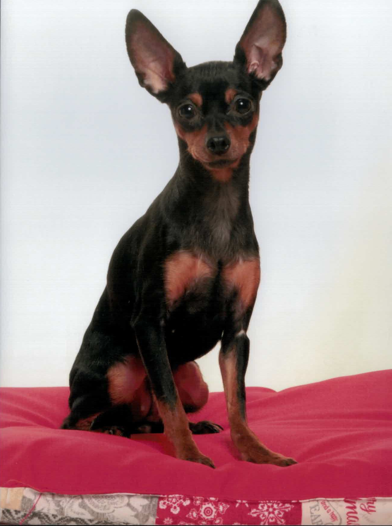 RATIER DE PRAGUE ( en charge du club) | Société Centrale Canine