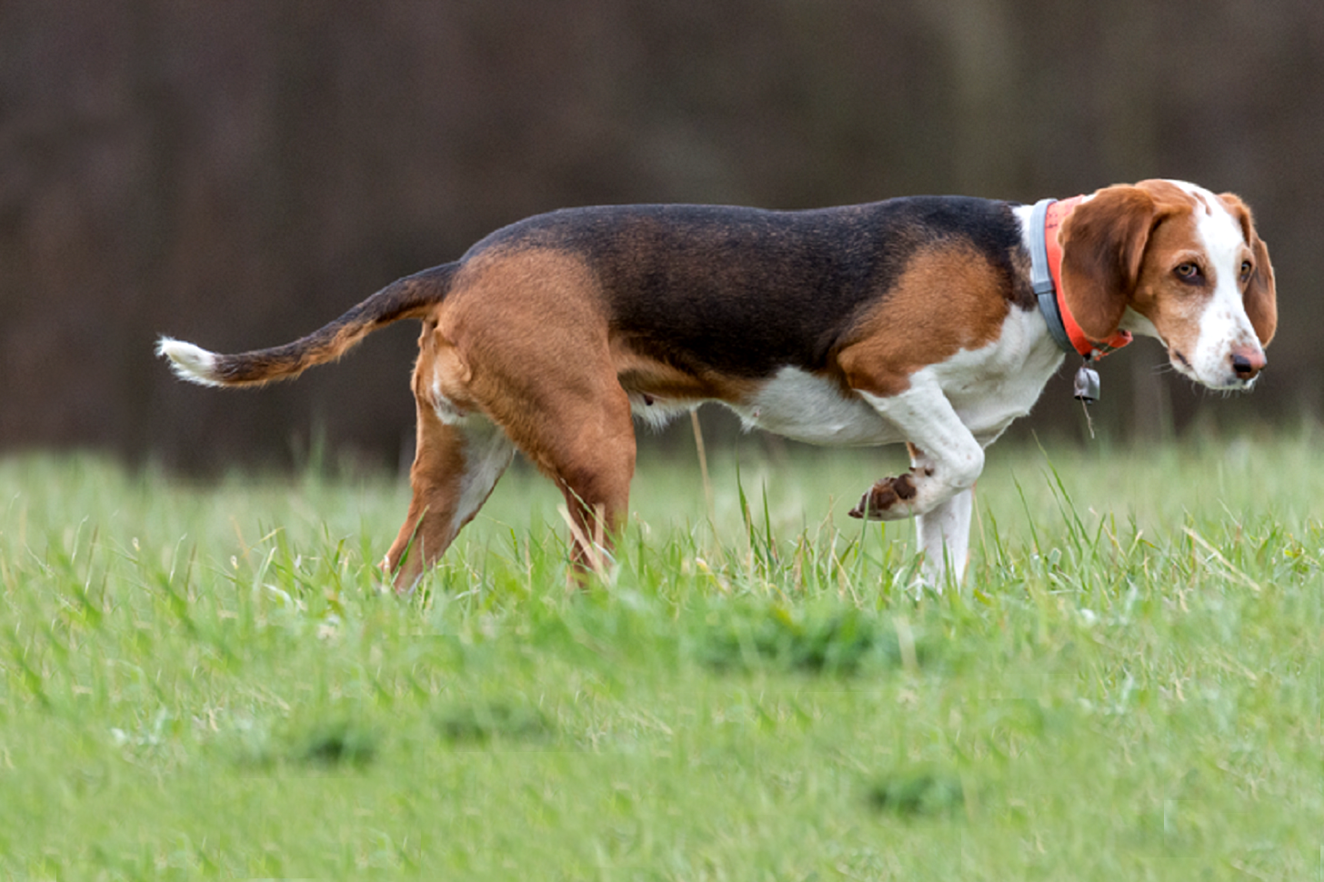Brachet allemand | Société Centrale Canine