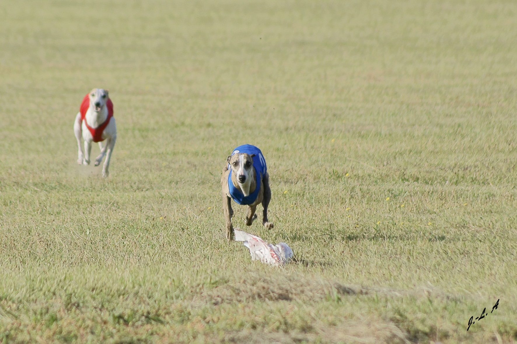 Carnet de travail | Société Centrale Canine