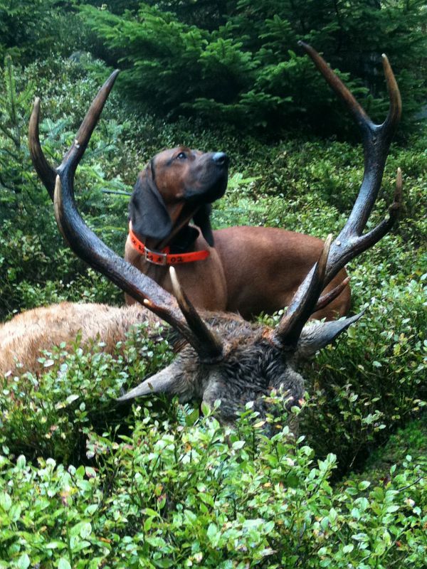 Chiens de Rouge | Société Centrale Canine
