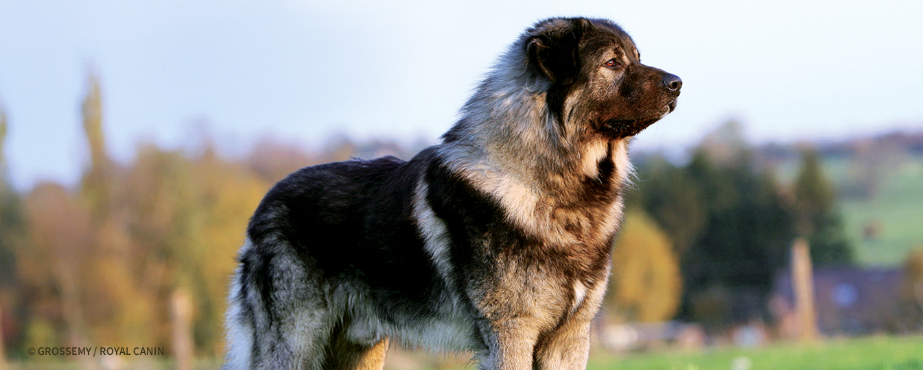 Chien de berger yougoslave de charplanina | Société Centrale Canine