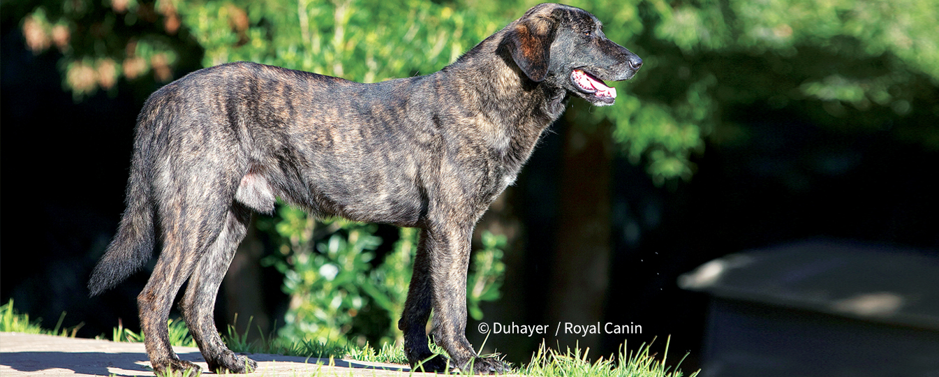 Chien de castro laboreiro | Société Centrale Canine