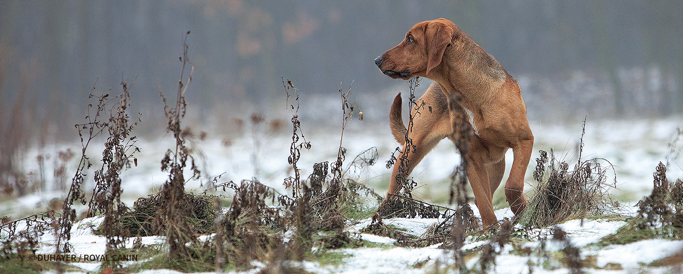 Brachet polonais | Société Centrale Canine