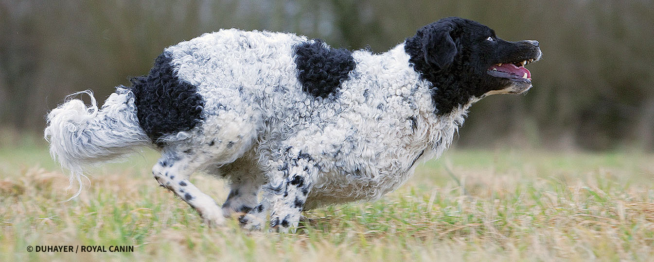 Chien d'eau frison | Société Centrale Canine