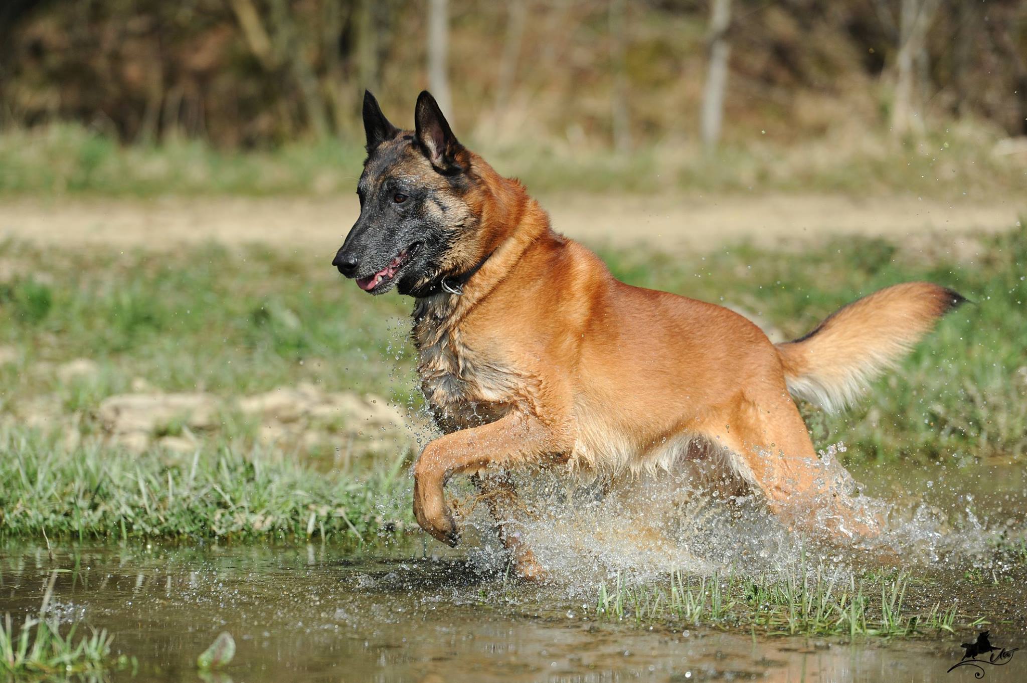 CLUB MEMBERSHIP | Société Centrale Canine