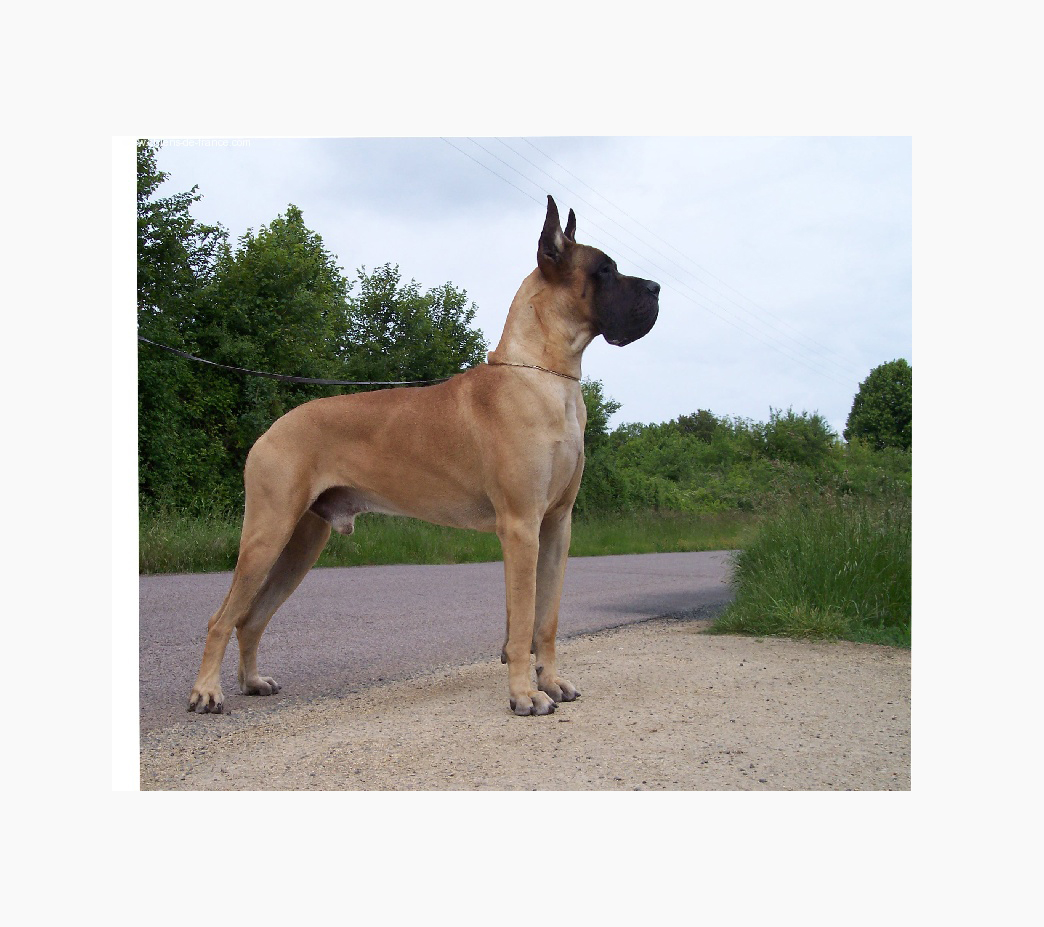 Chien-494397-2BXR726-TIMOUR-LANG | Société Centrale Canine