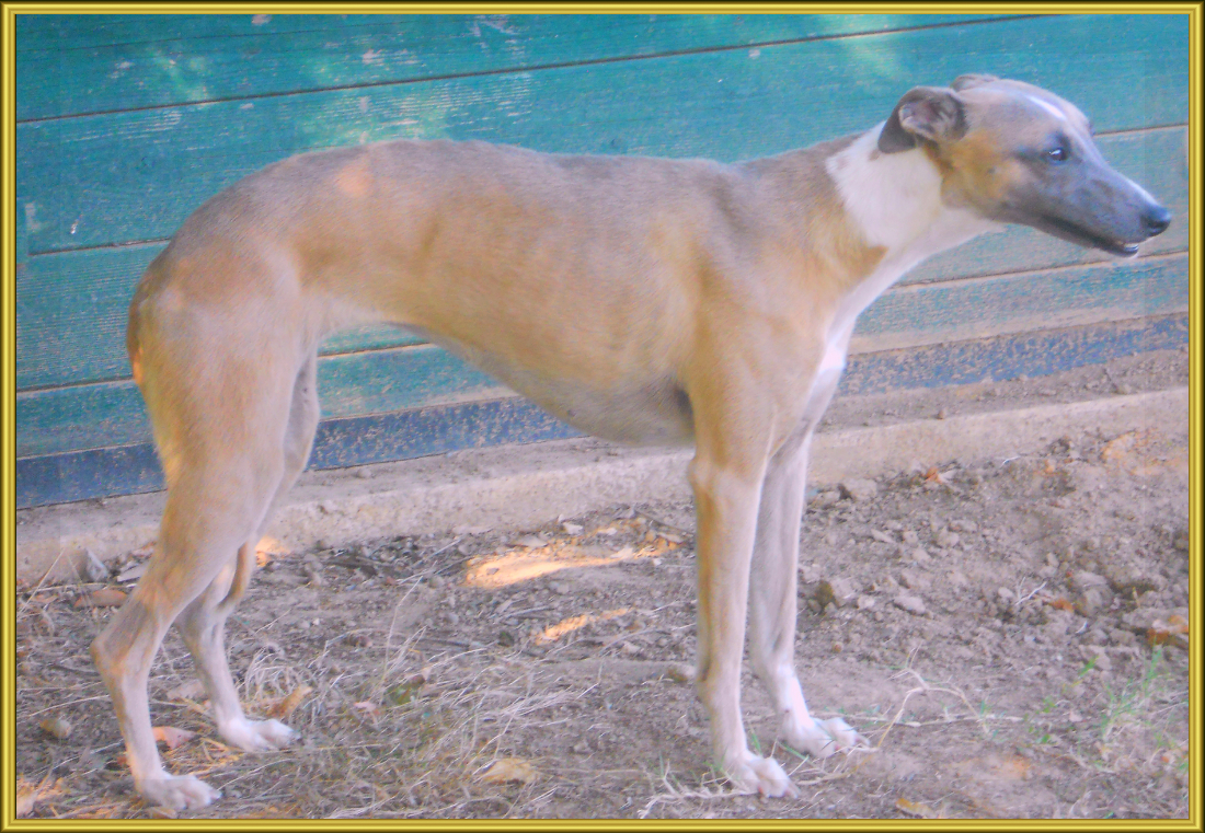 Chien-6149036-250269810604416-LESSY | Société Centrale Canine