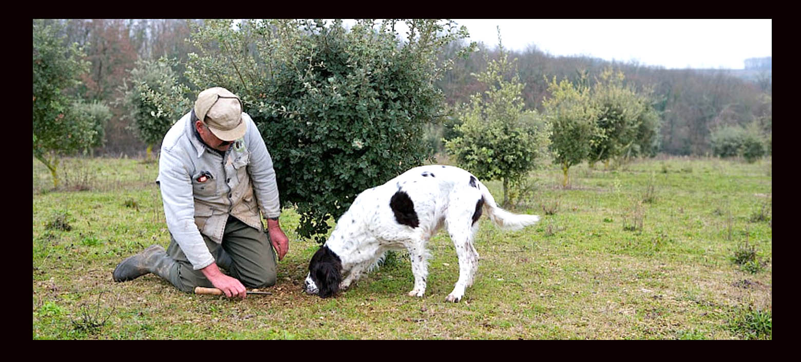 Commission Cavage | Société Centrale Canine