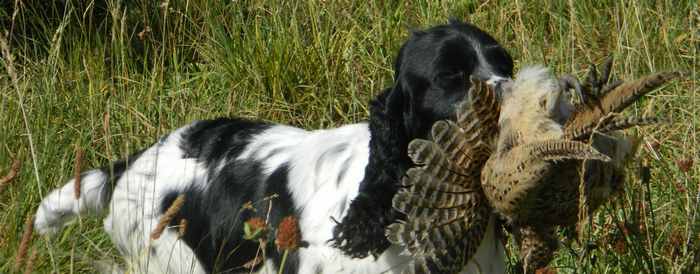 Chien-6146276-250268500822483-L'ETA CETI DES BORDS DU CEREIX | Société ...