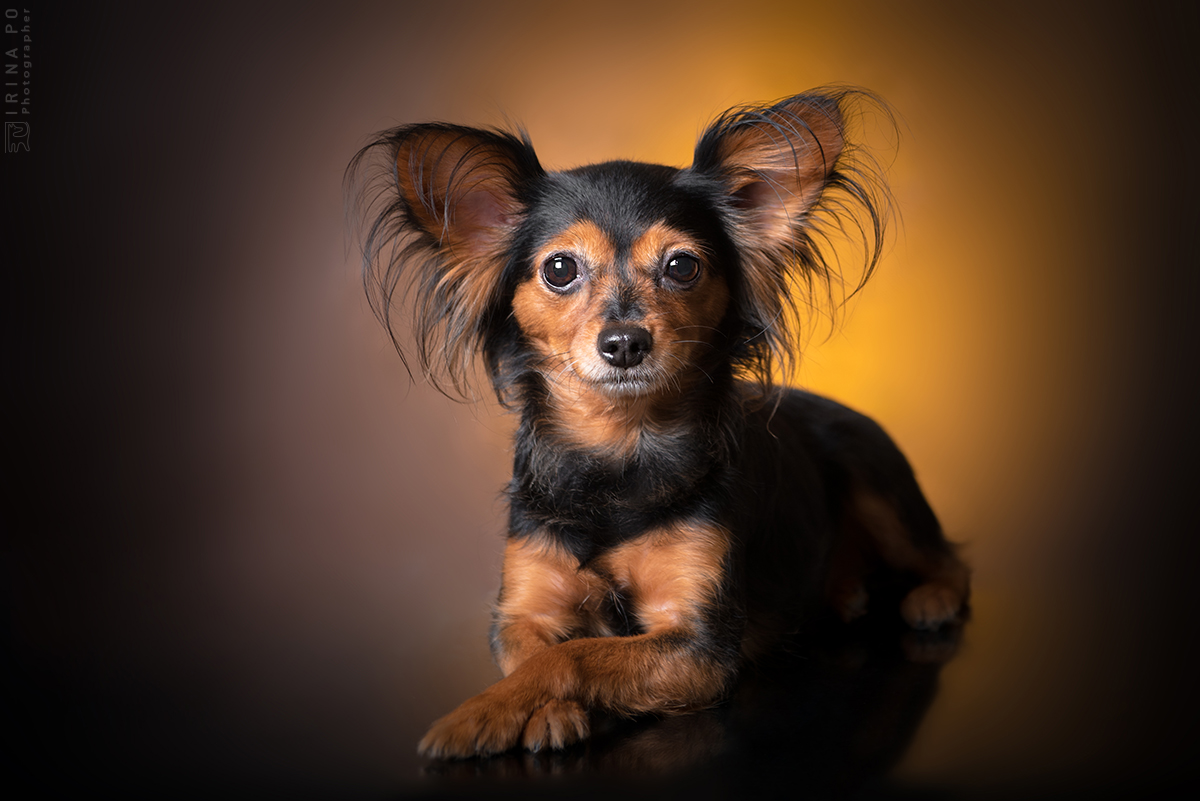 Chien-5243758-250269799042641-SUVENIR IZ PODMOSKOVYA MOYA RADOST ...