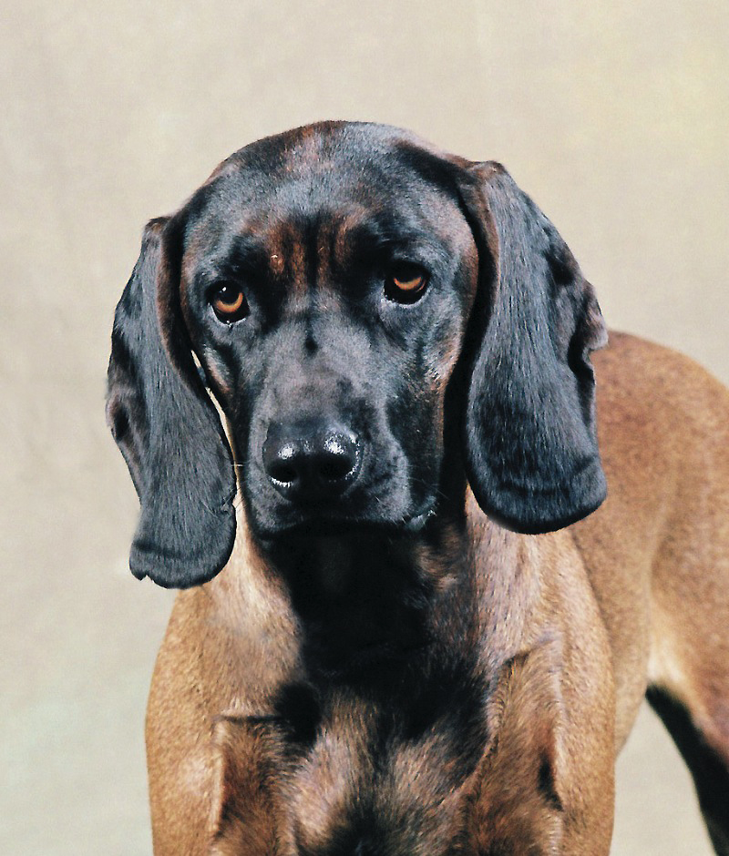 Règlement Multi-races | Société Centrale Canine