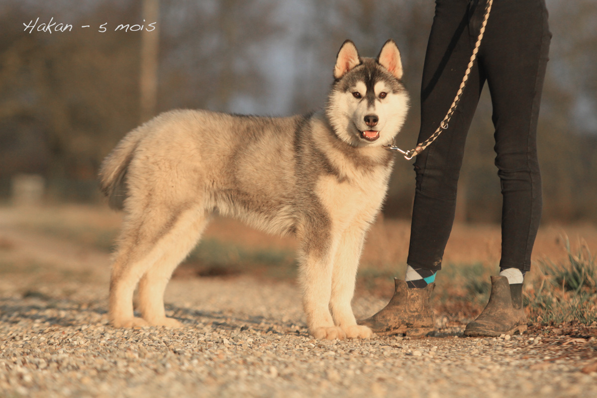 Chien-6692379-643094800011922-RAVE REVIEW FEEL ON TOP OF THE WORLD ...