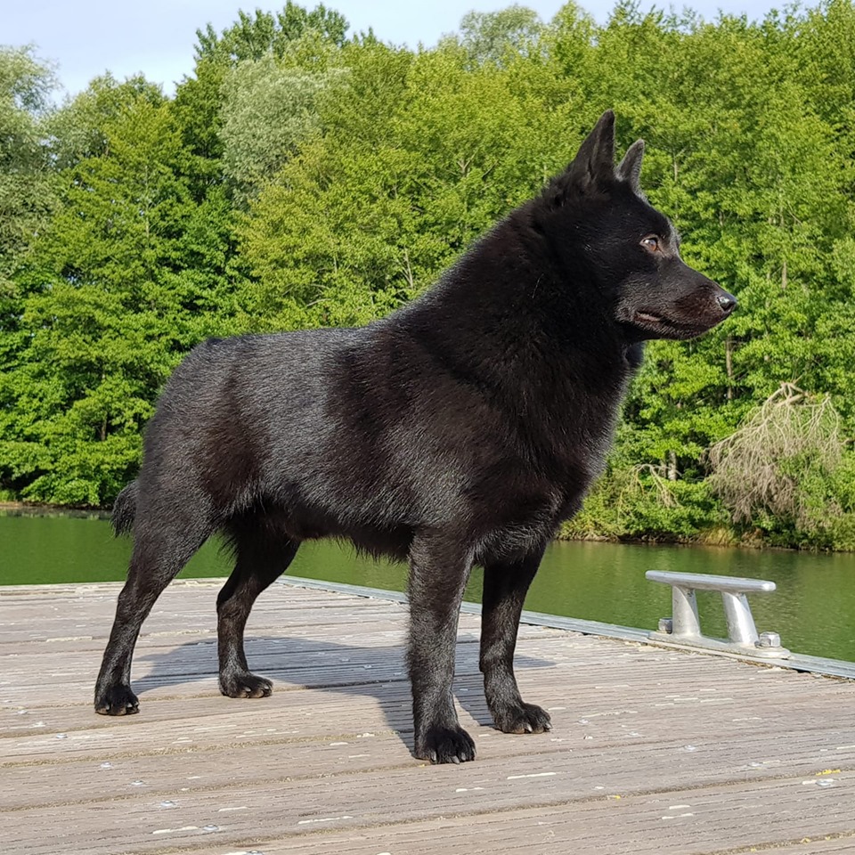 Chien-6641521 | Société Centrale Canine