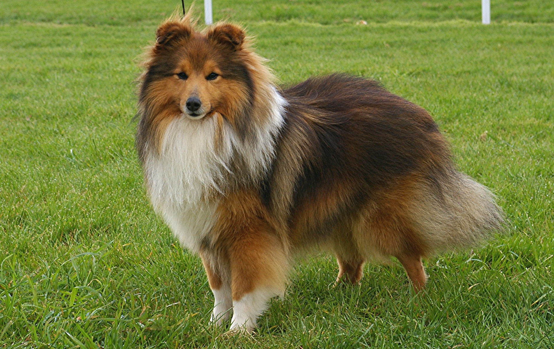 Le standard | Société Centrale Canine