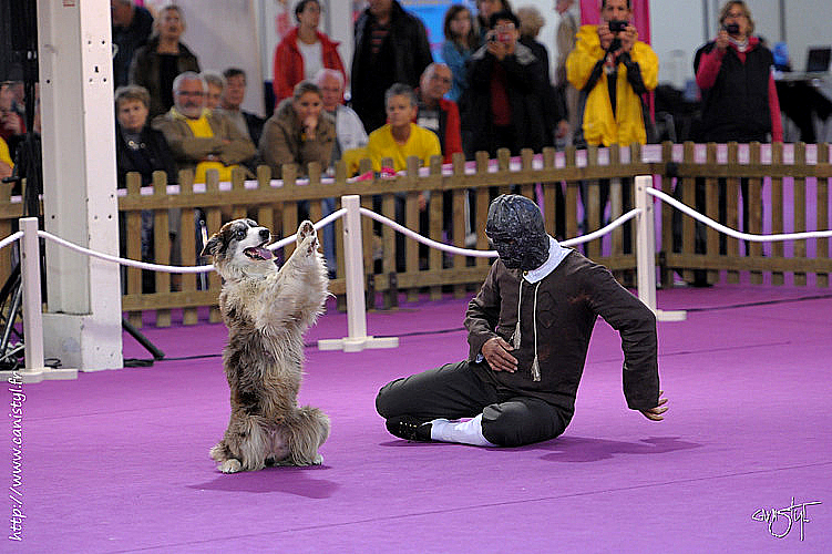 Dog-dancing | Société Centrale Canine