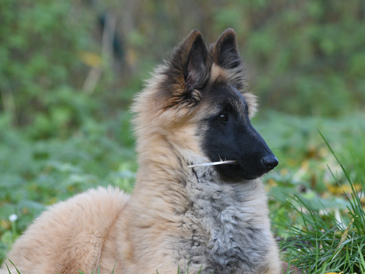 Chien-7347608-250269811797892-POW WOW | Société Centrale Canine