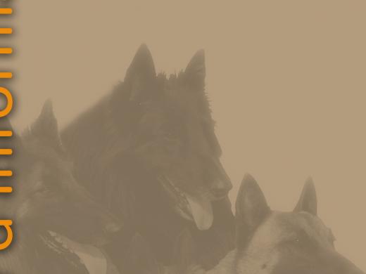 L'Aboi N 34 | Société Centrale Canine