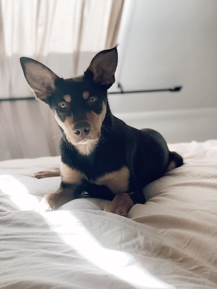 Chien-7366987-250269802836476-PERTH ACE | Société Centrale Canine