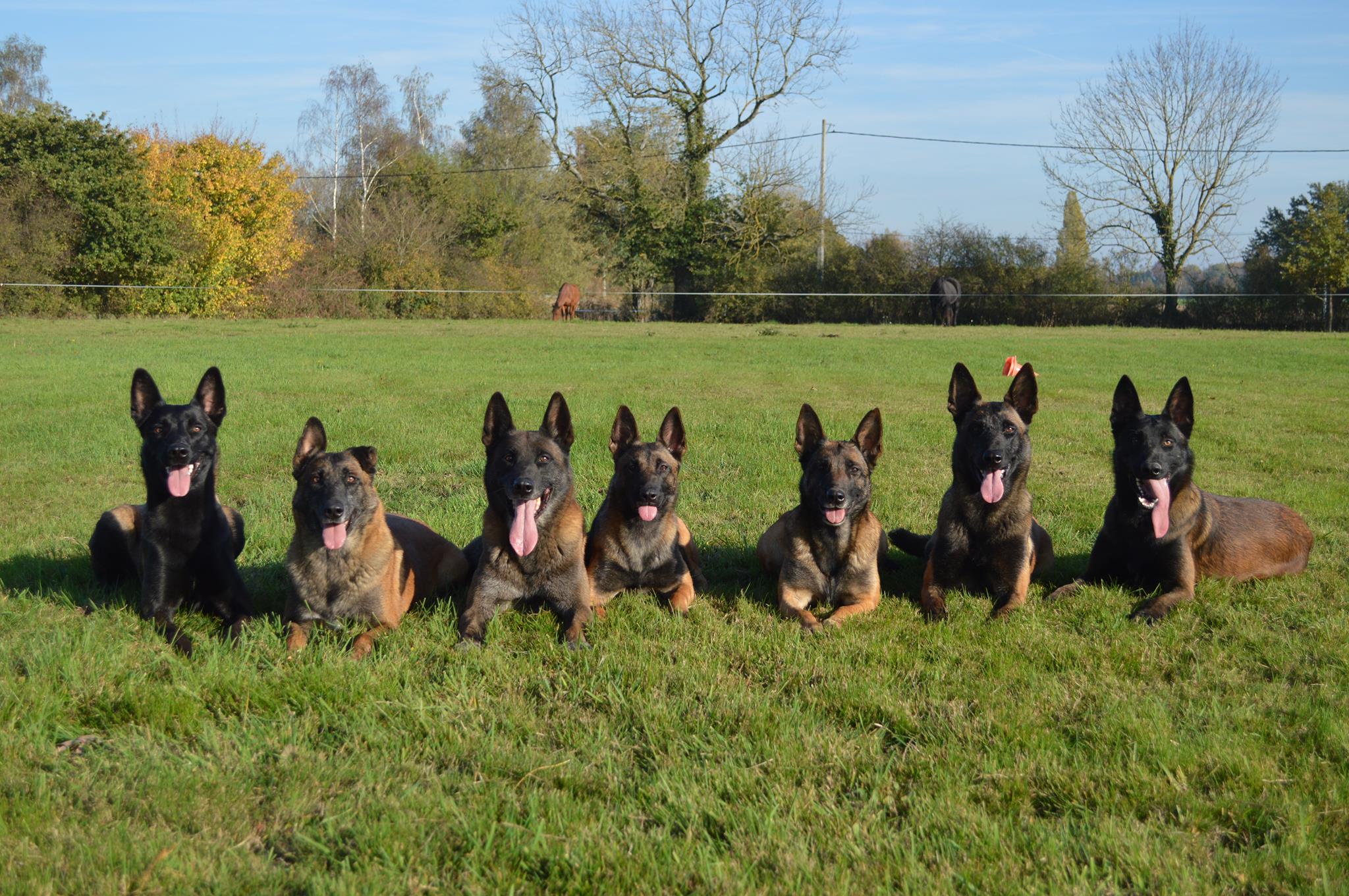 DES GARDIENS LEGENDAIRES | Société Centrale Canine