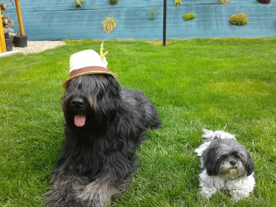 Chien-5204170-250269604240301-FLOUPY DIT FLOCON | Société Centrale Canine