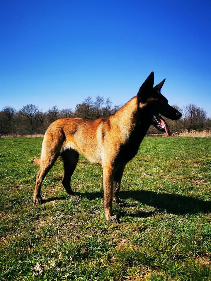 Chien-7276694-250269600224684-PELEA DES GARDIENS LEGENDAIRES | Société ...
