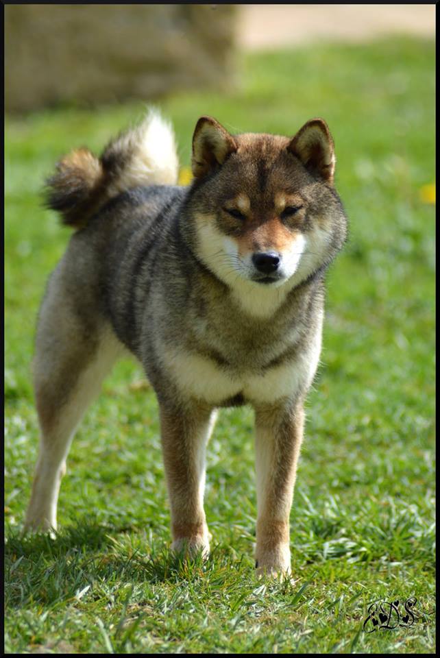 Chien-6070435-250268712210299-J'GOMA NO HIMEKO GO DE L'EMPIRE DES ...