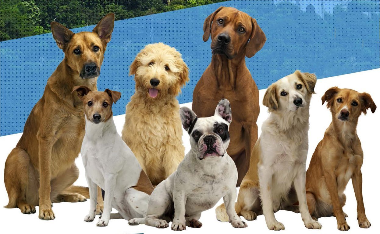 LES CHIENS TRUFFIERS | Société Centrale Canine