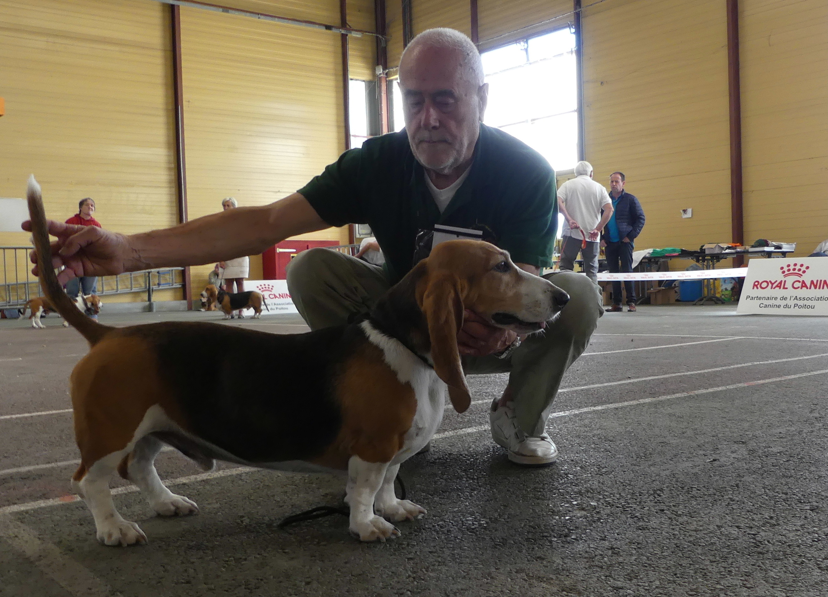 le basset Artésien Normand | Société Centrale Canine