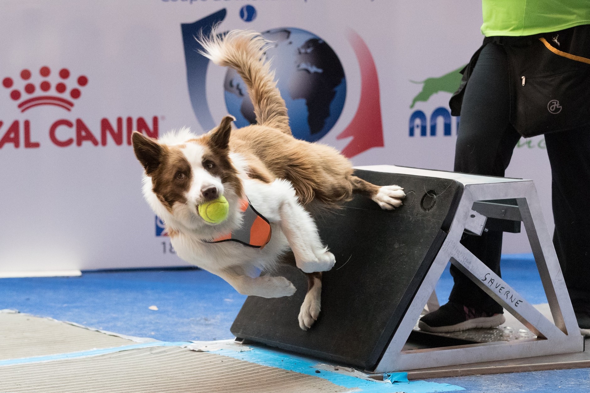 Pour quels chiens ? | Flyball