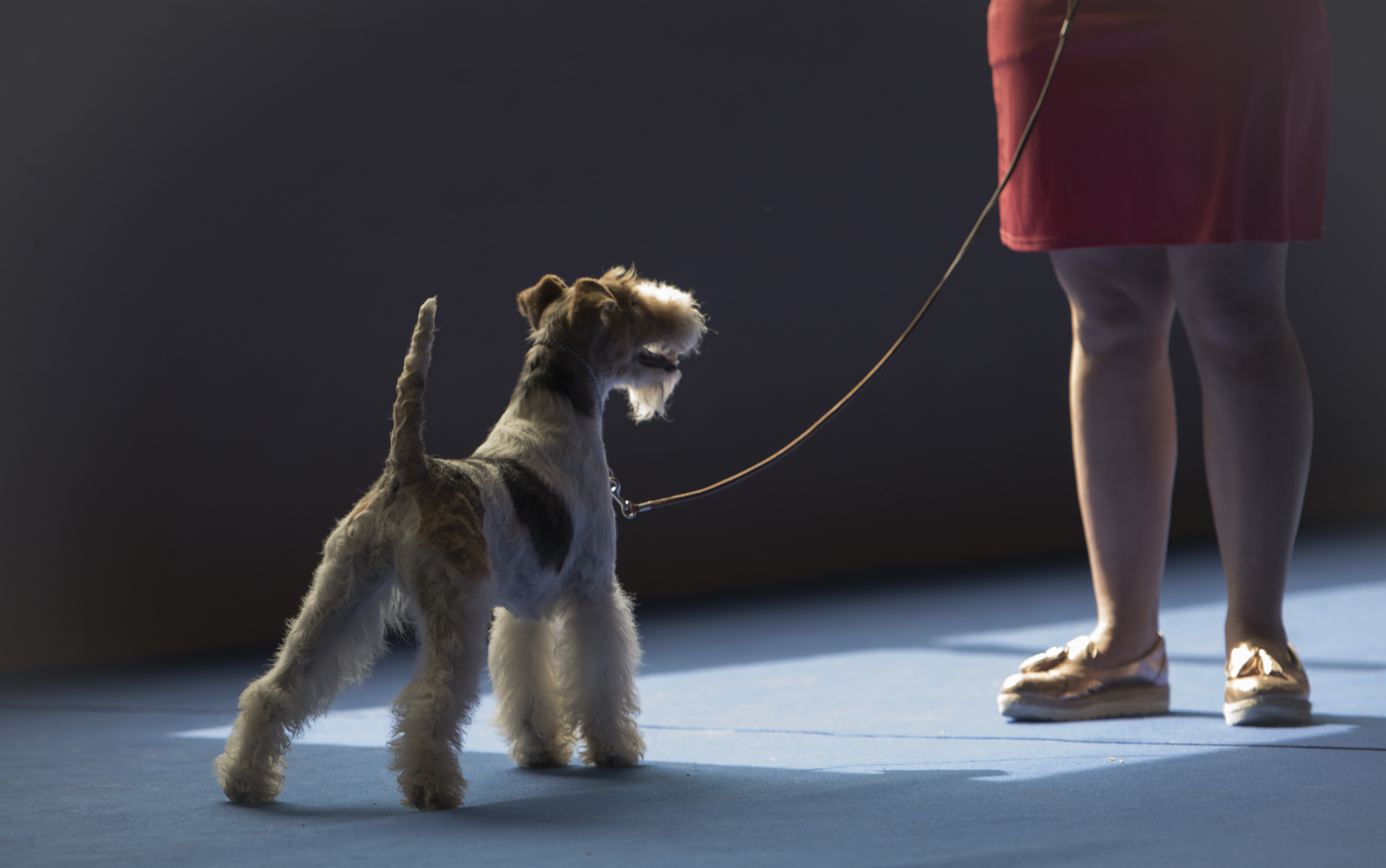 L.O.F. et Confirmation | Société Centrale Canine