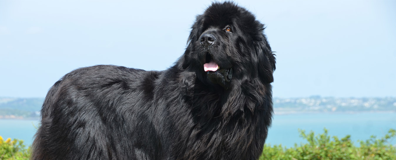 Terre neuve Terre neuve| Une race issue de vikings et de l'île de Terre ...