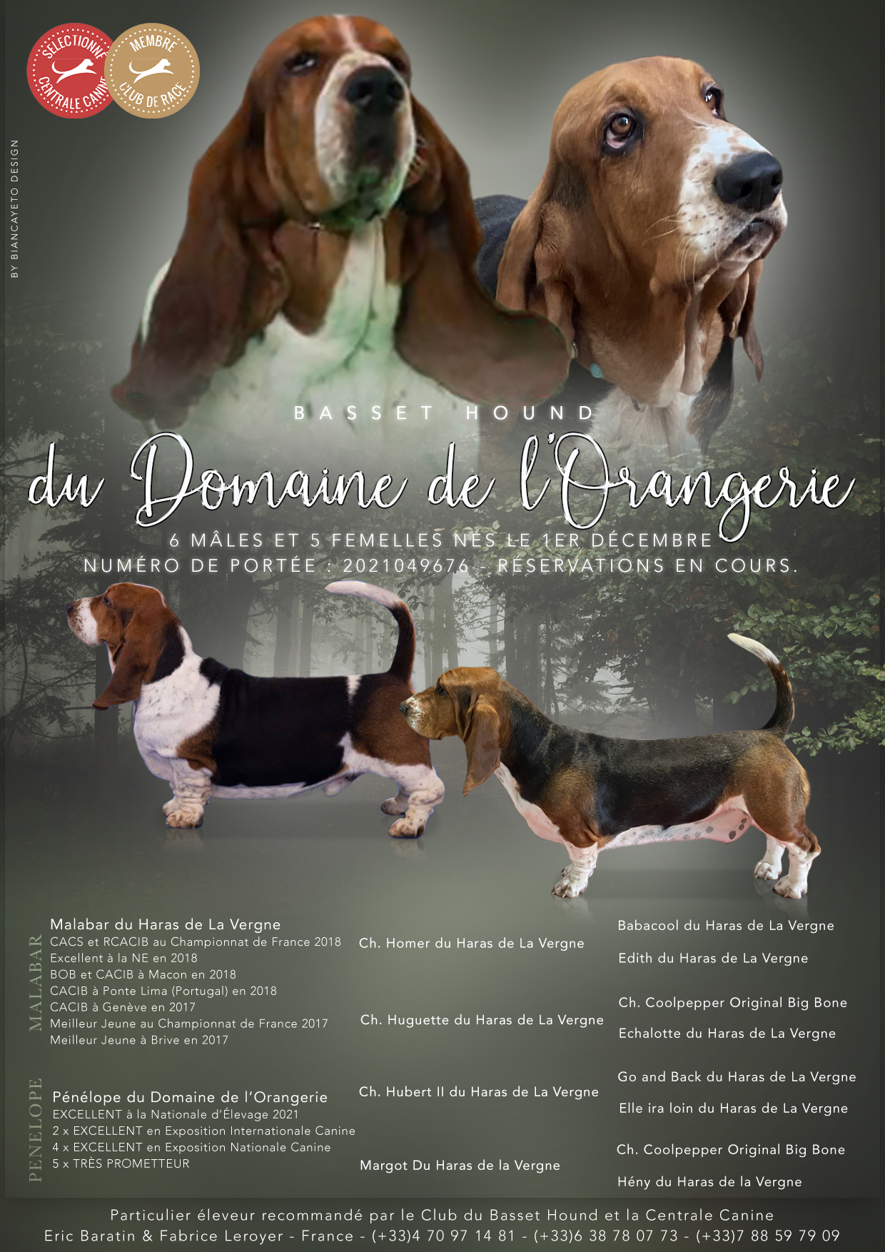 Naissance de 11 chiots le 1er décembre 2021 | Société Centrale Canine