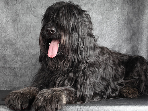 Le berger de Brie : standard et commentaires | Société Centrale Canine