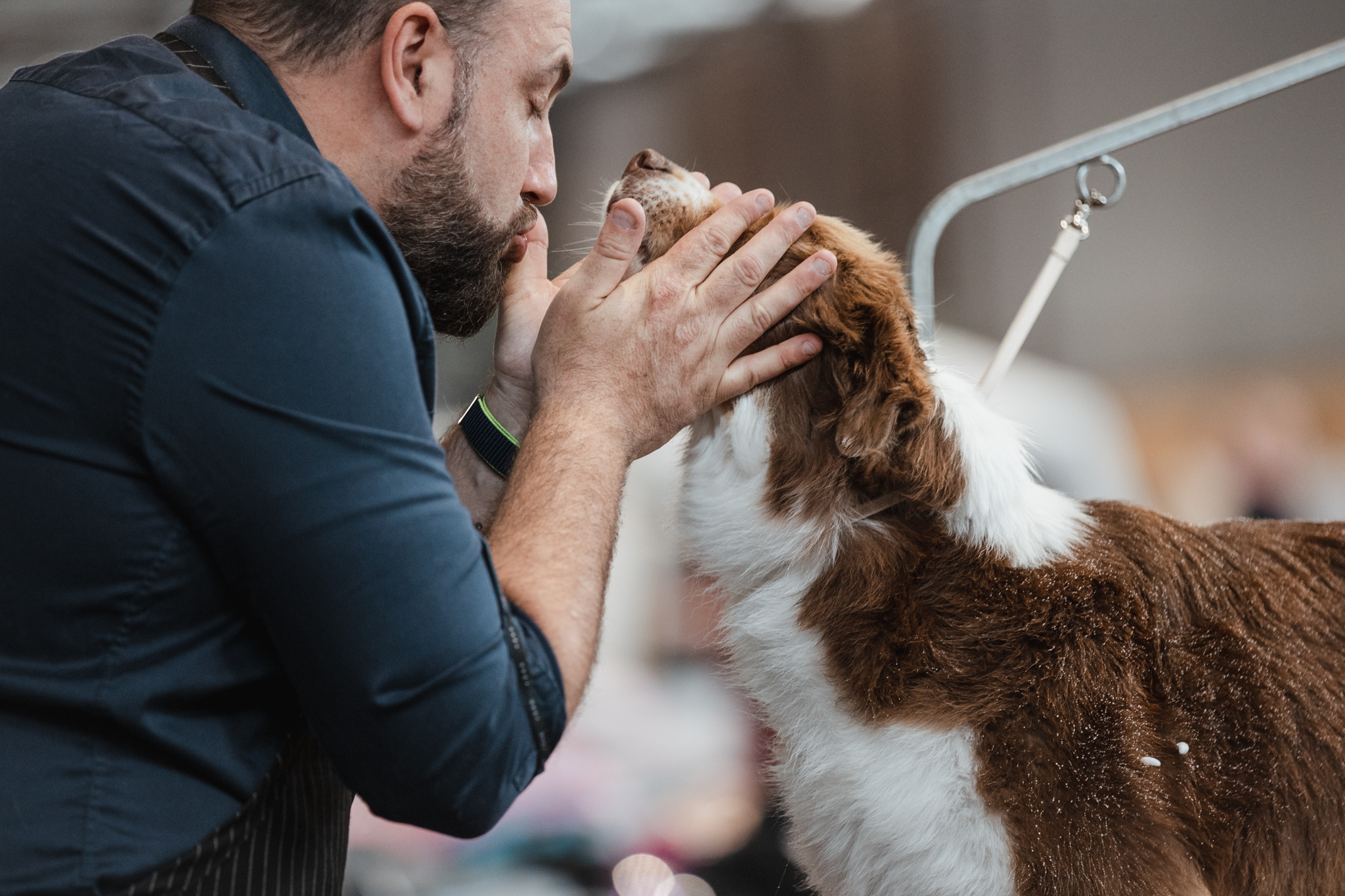 Maltraitance animale : le premier décret | Société Centrale Canine