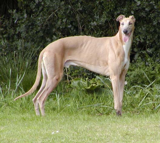 LE GREYHOUND ET SA SANTÉ | Société Centrale Canine