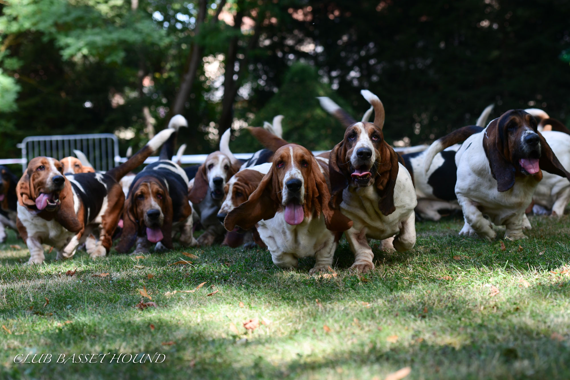 Club français du Basset Hound | Société Centrale Canine